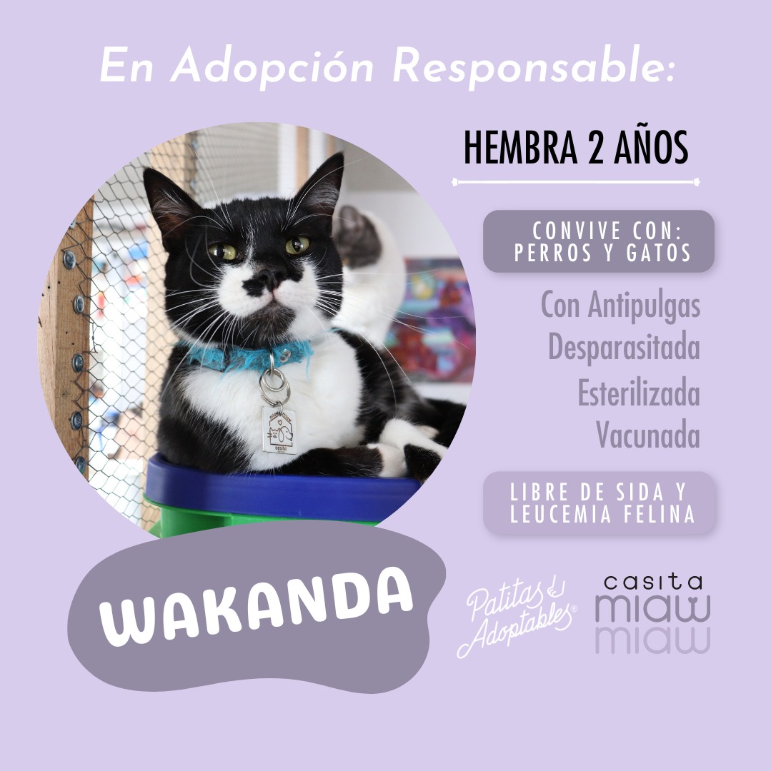 Perfil de Wakanda