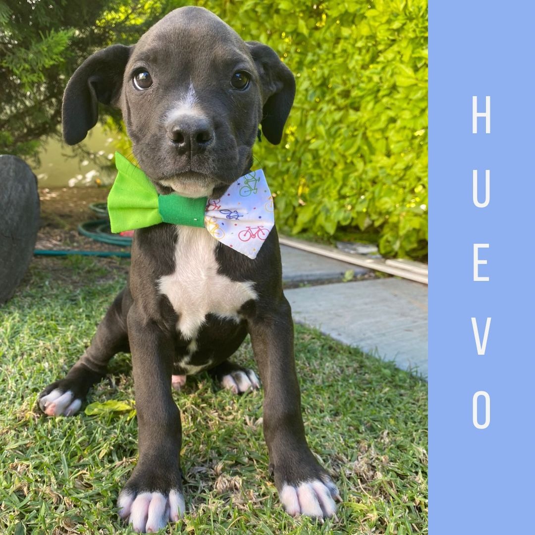 Perfil de Cachorros Guapos