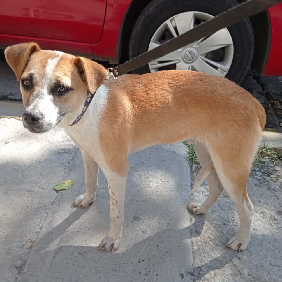 Perfil de PANCHO