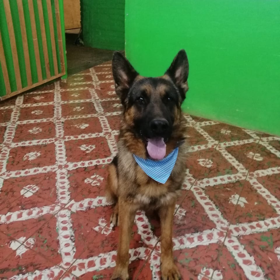 Perfil de Tlacuache_1