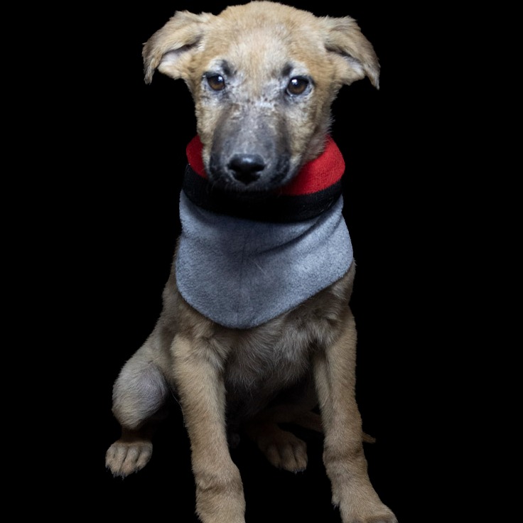 Perfil de RUFO