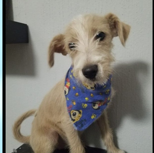 Perfil de PINKI