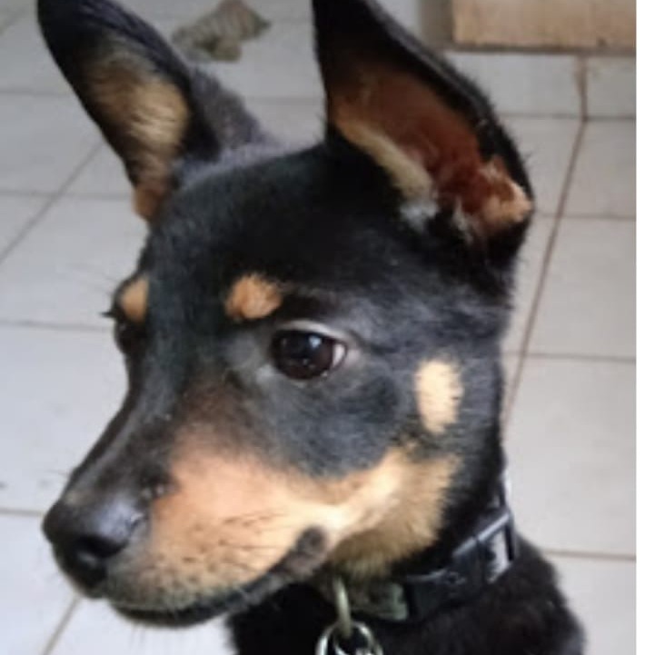 Perfil de PONKY