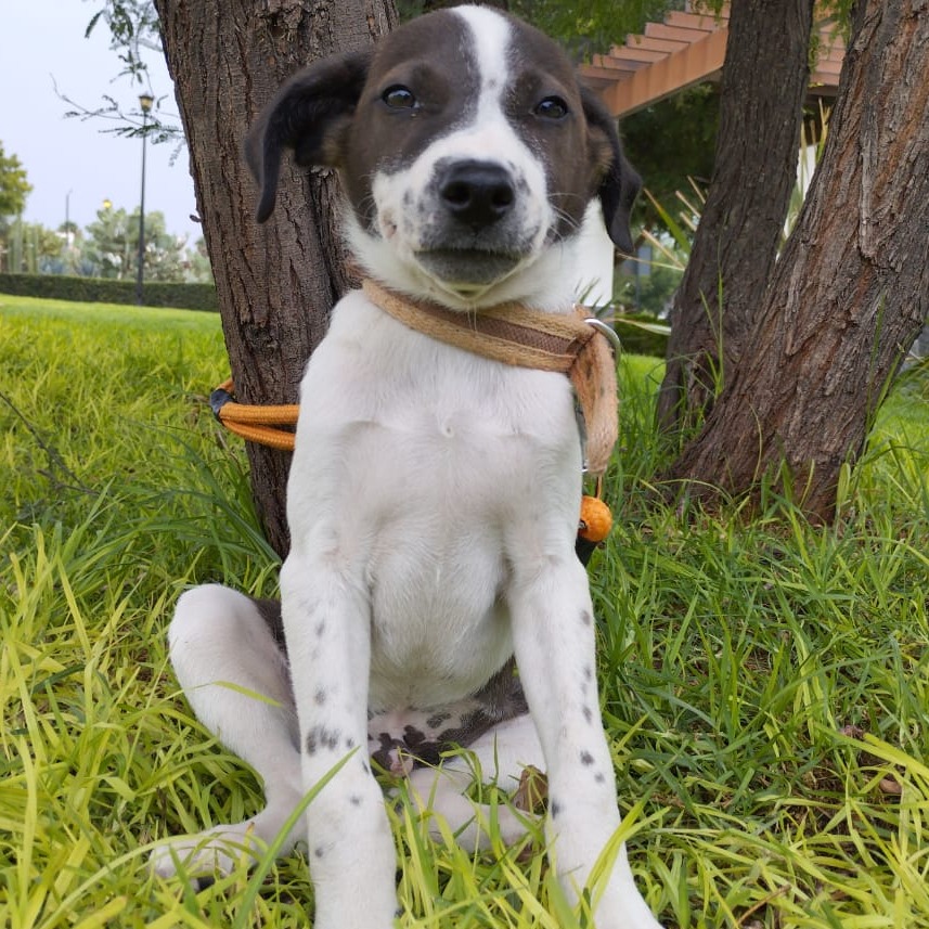 Perfil de BOLT