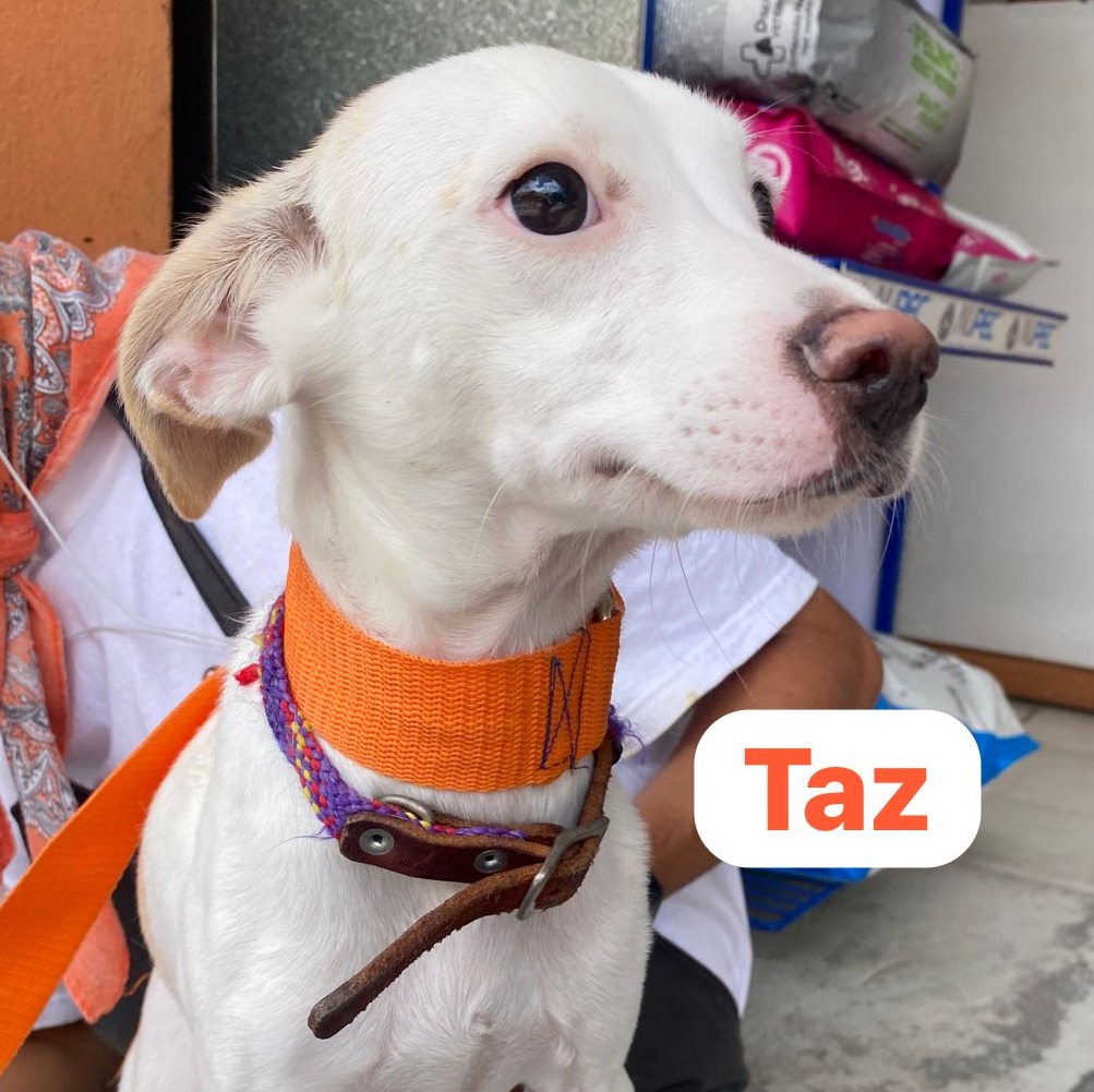 Perfil de Taz