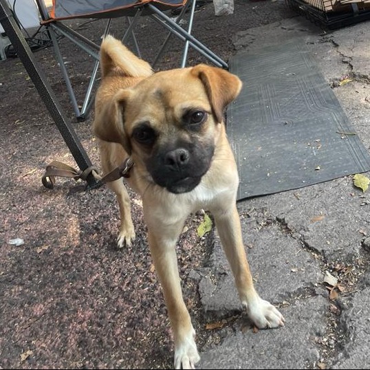 Perfil de Pugberto