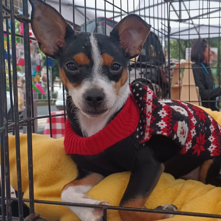 Perfil de Piccolo y Mirrus