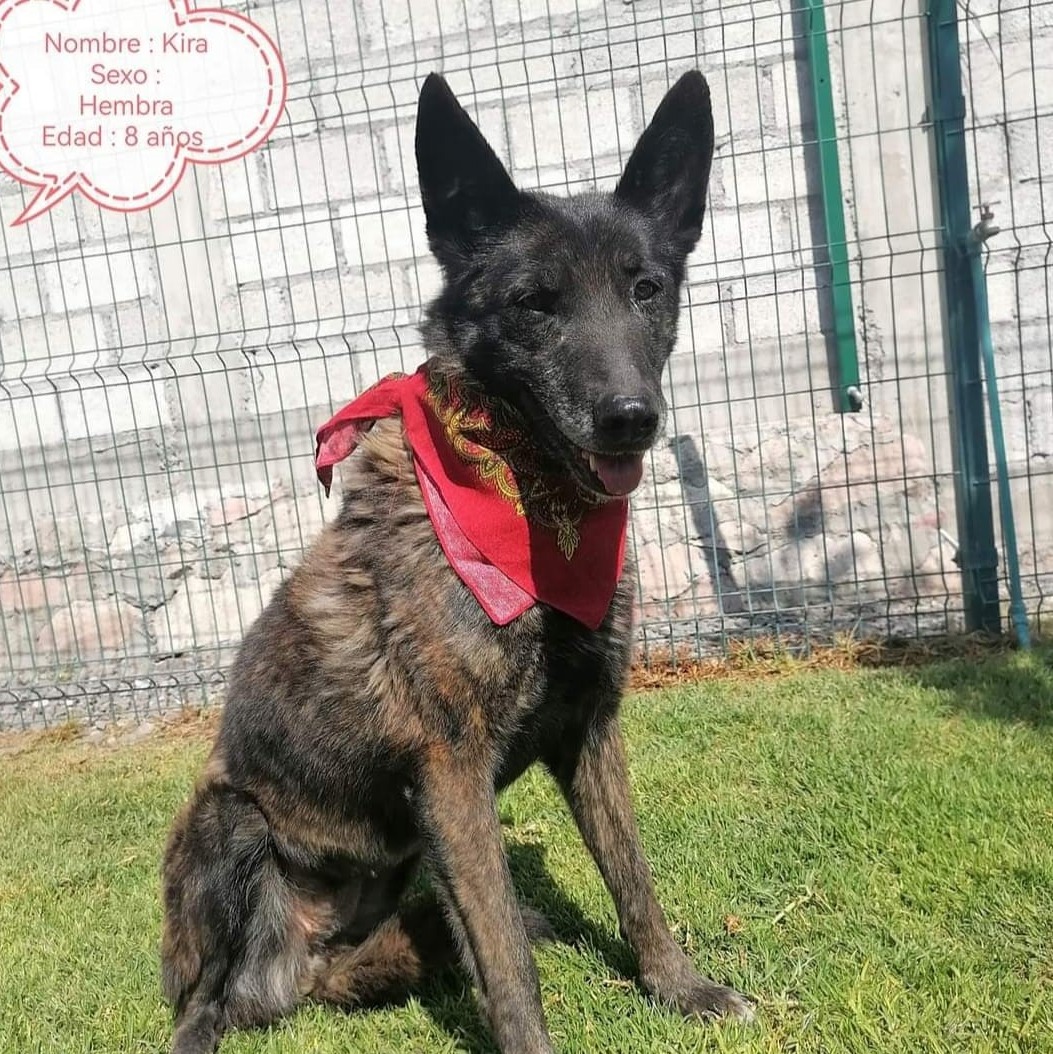 Perfil de Kira*