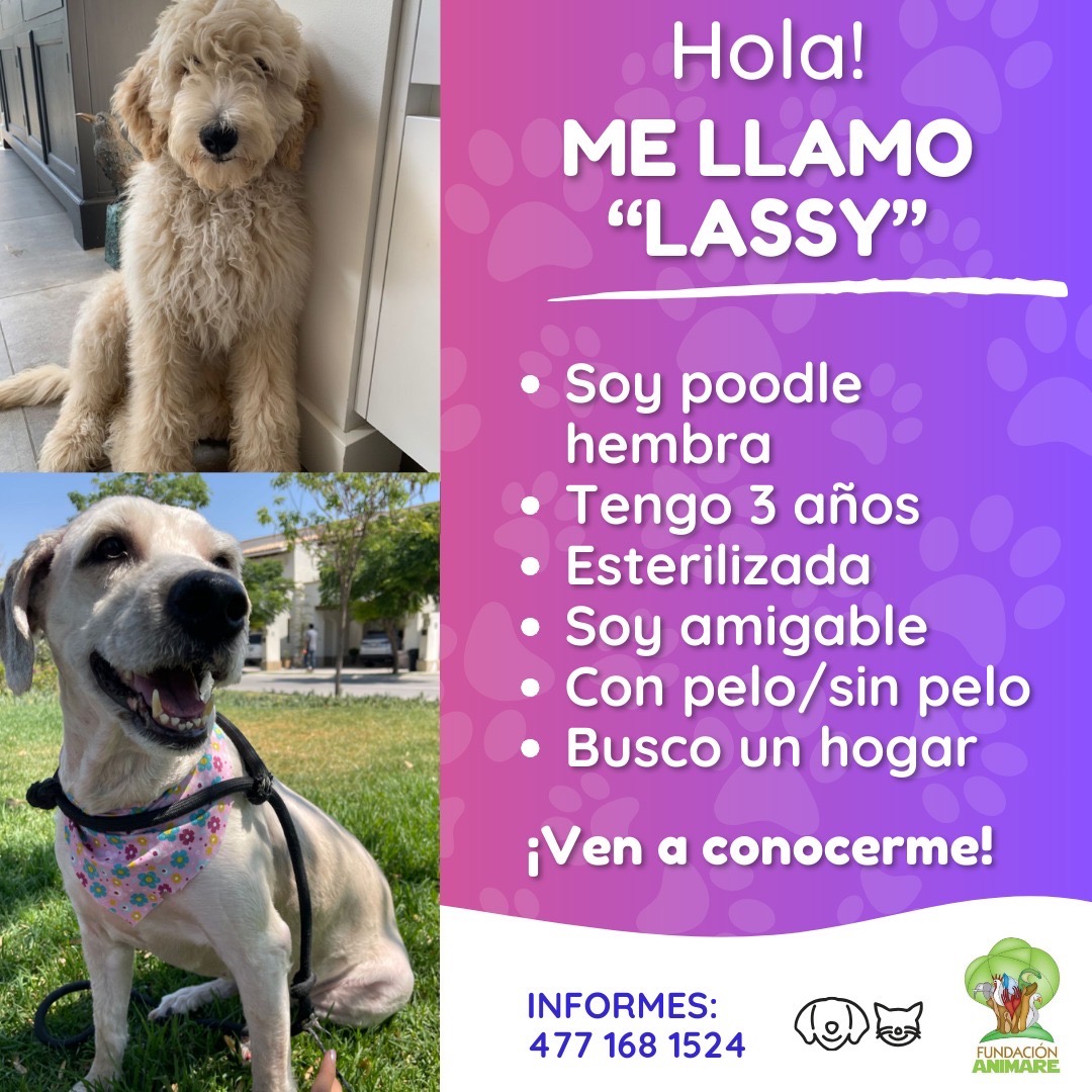 Perfil de Lassy