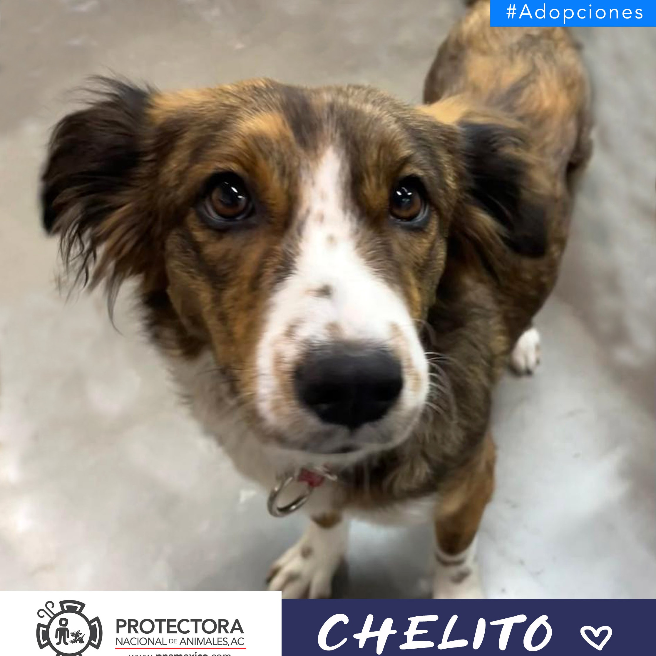 Perfil de CHELITO